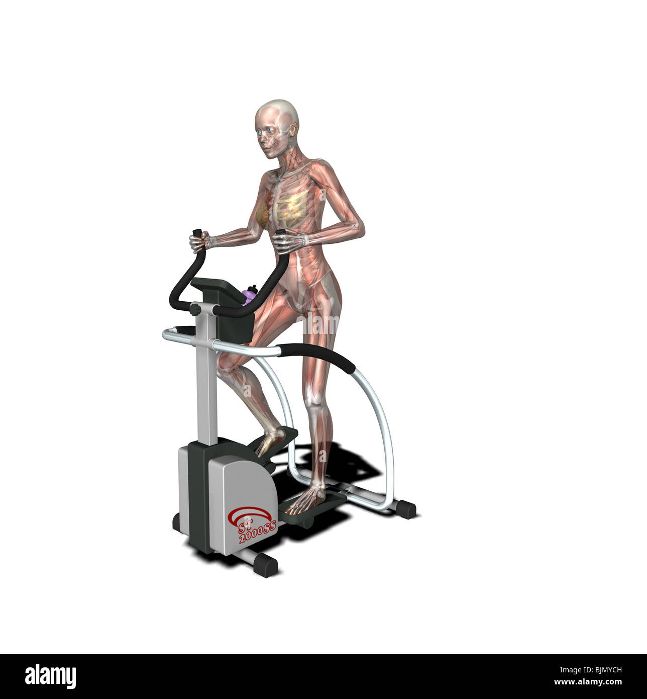 woman with muscles and skeleton to train the gluteal muscles and the ...