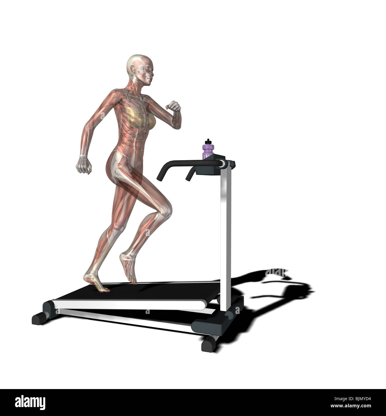 Skeleton human anatomy walking hi-res stock photography and images - Alamy