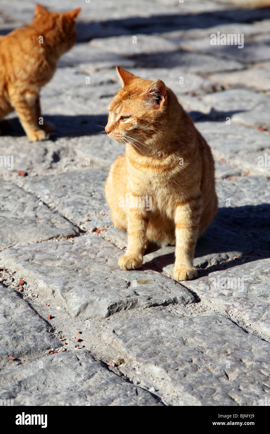 Red pets hi-res stock photography and images - Alamy