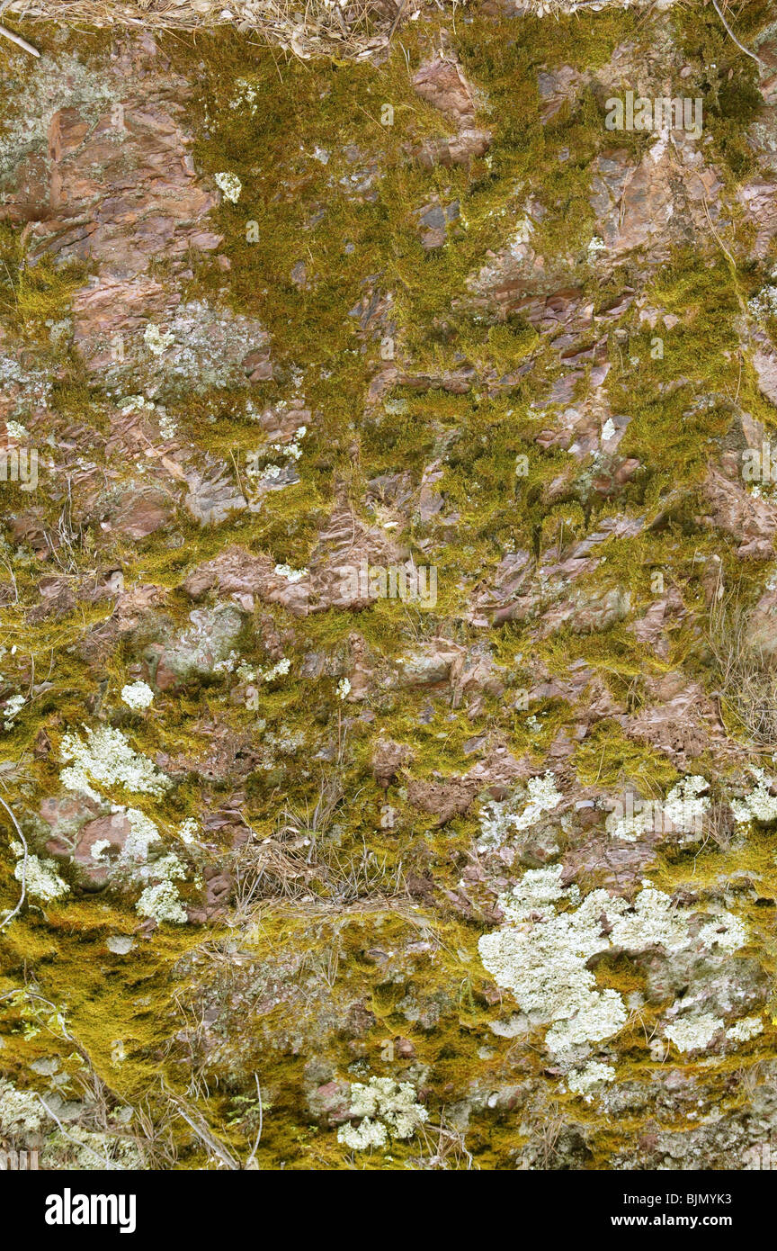 Background stone moss texture in red and green colors Stock Photo - Alamy