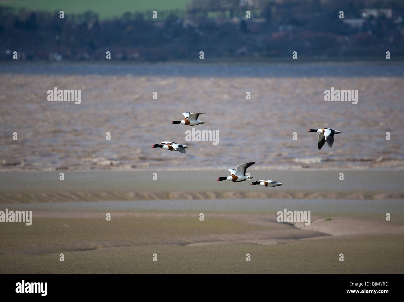 Flying Shelducks High Resolution Stock Photography and Images - Alamy