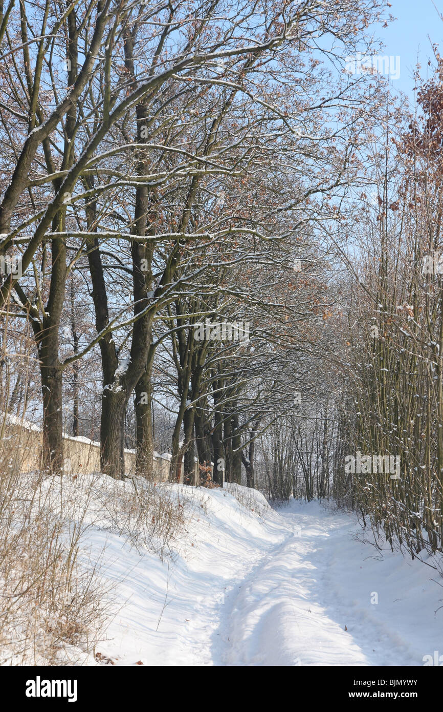 Snow covered path through trees with winter sun hi-res stock ...