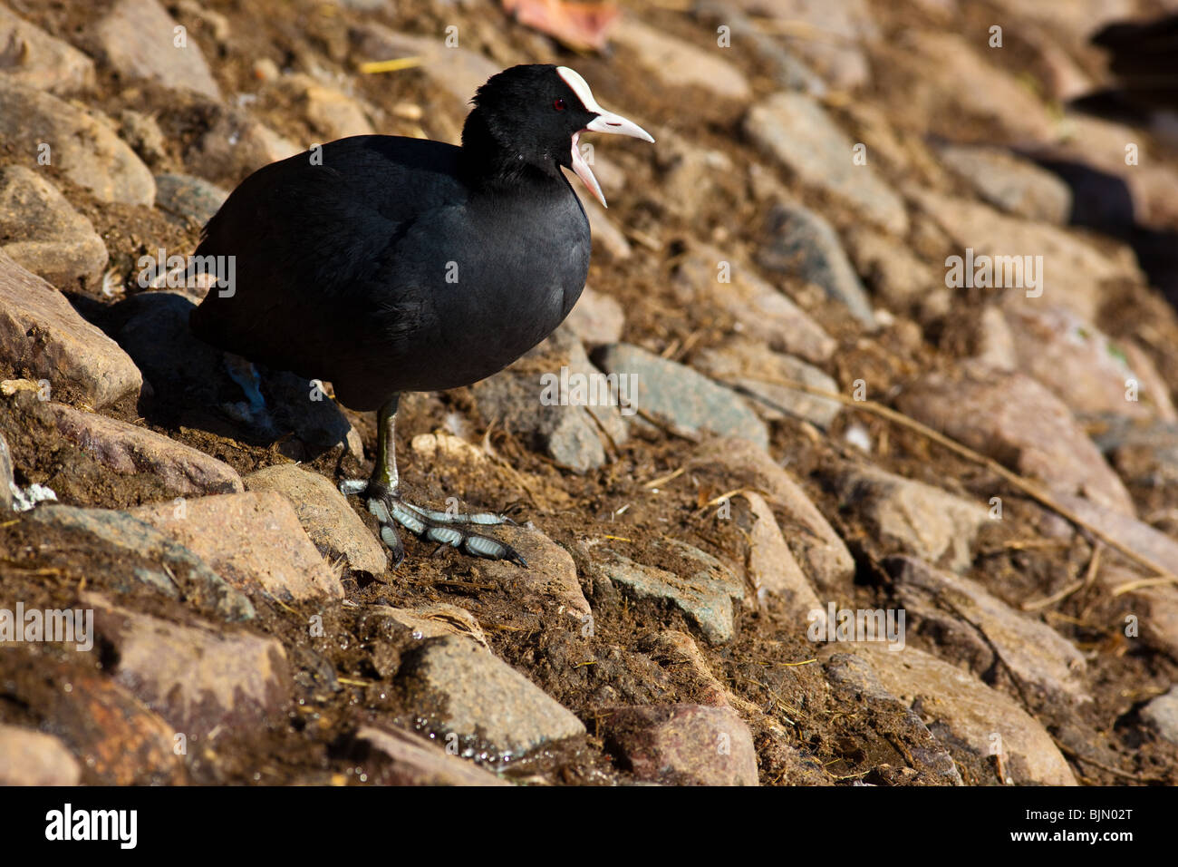 Eurasian coot black common hi-res stock photography and images - Alamy