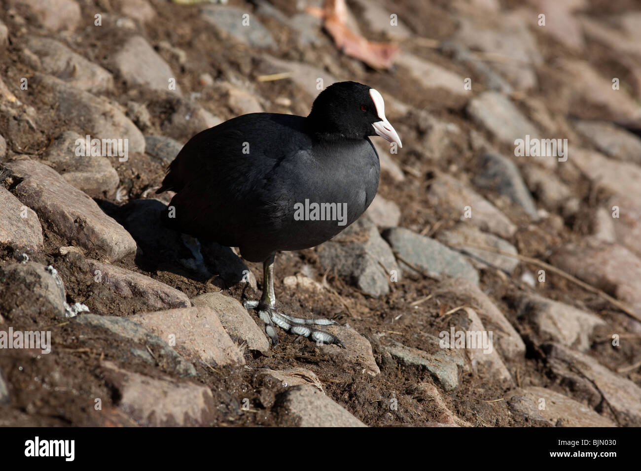Eurasian coot black common hi-res stock photography and images - Alamy