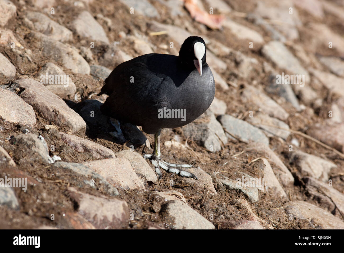 Eurasian coot black common hi-res stock photography and images - Alamy