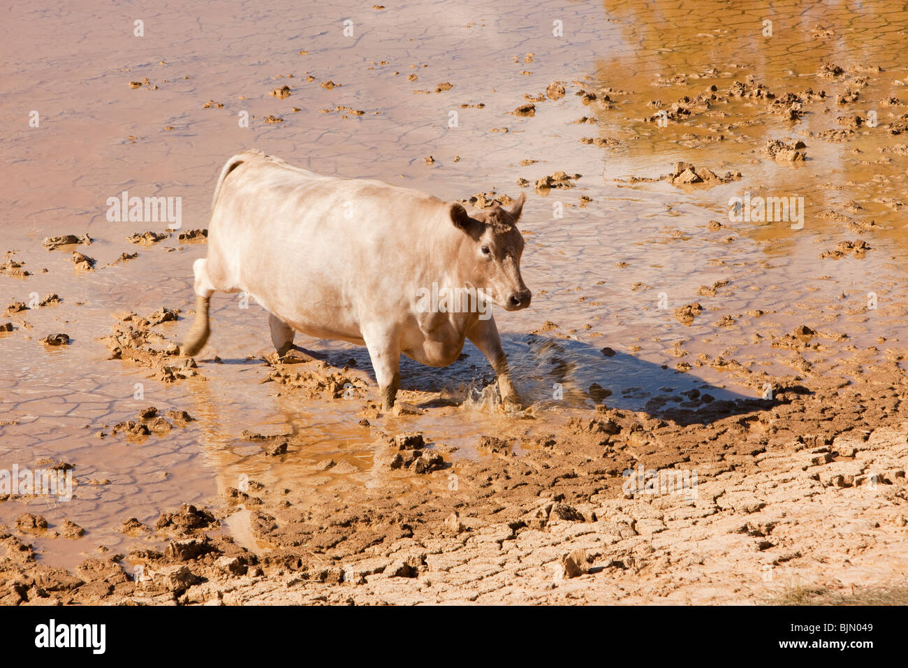 A cow drinks the last remnants of water from a watering hole on a farm ...