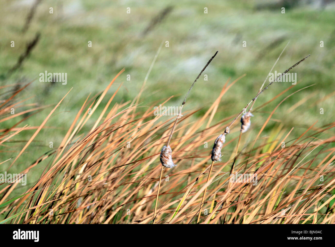 Reeds blowing in the wind Stock Photo - Alamy