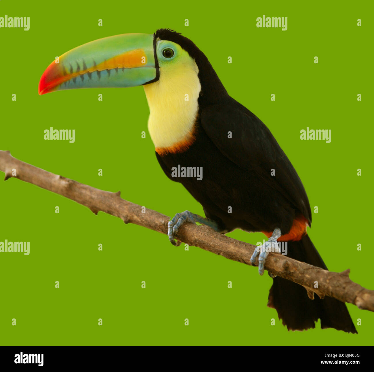 Tucan Cut Out Stock Images & Pictures - Alamy