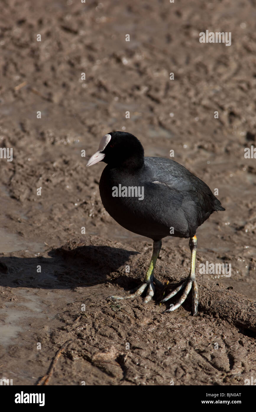 Eurasian coot black common hi-res stock photography and images - Alamy