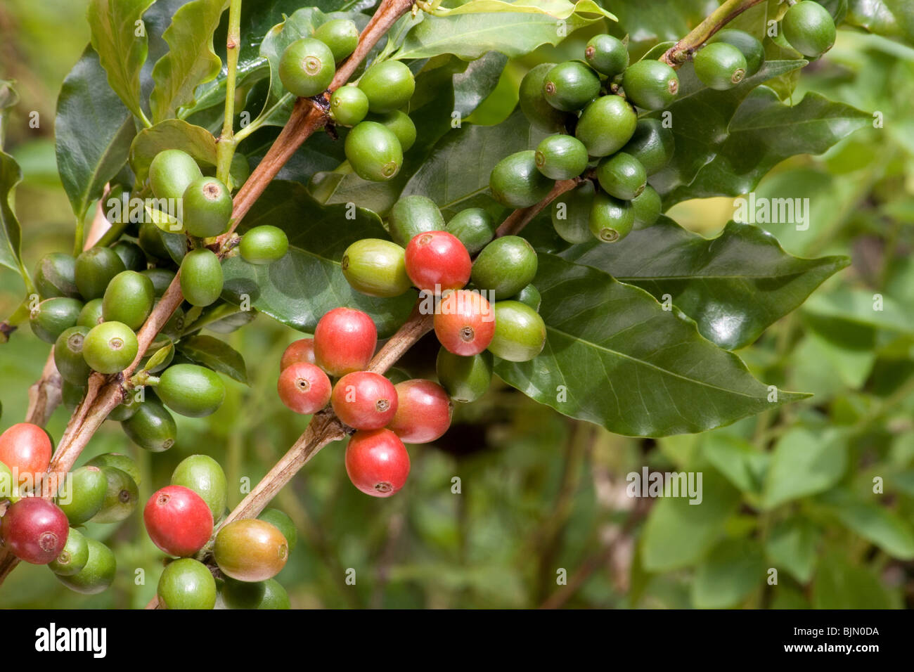 Clusters coffee berries red ripe hi-res stock photography and images ...