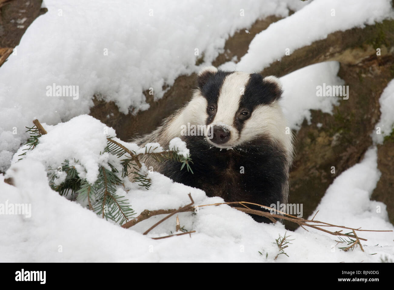 European Badger in snow Meles meles Stock Photo - Alamy