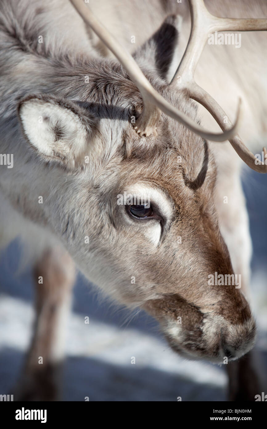 Reindeer ( Rangifer tarandus ) , Finland Stock Photo - Alamy
