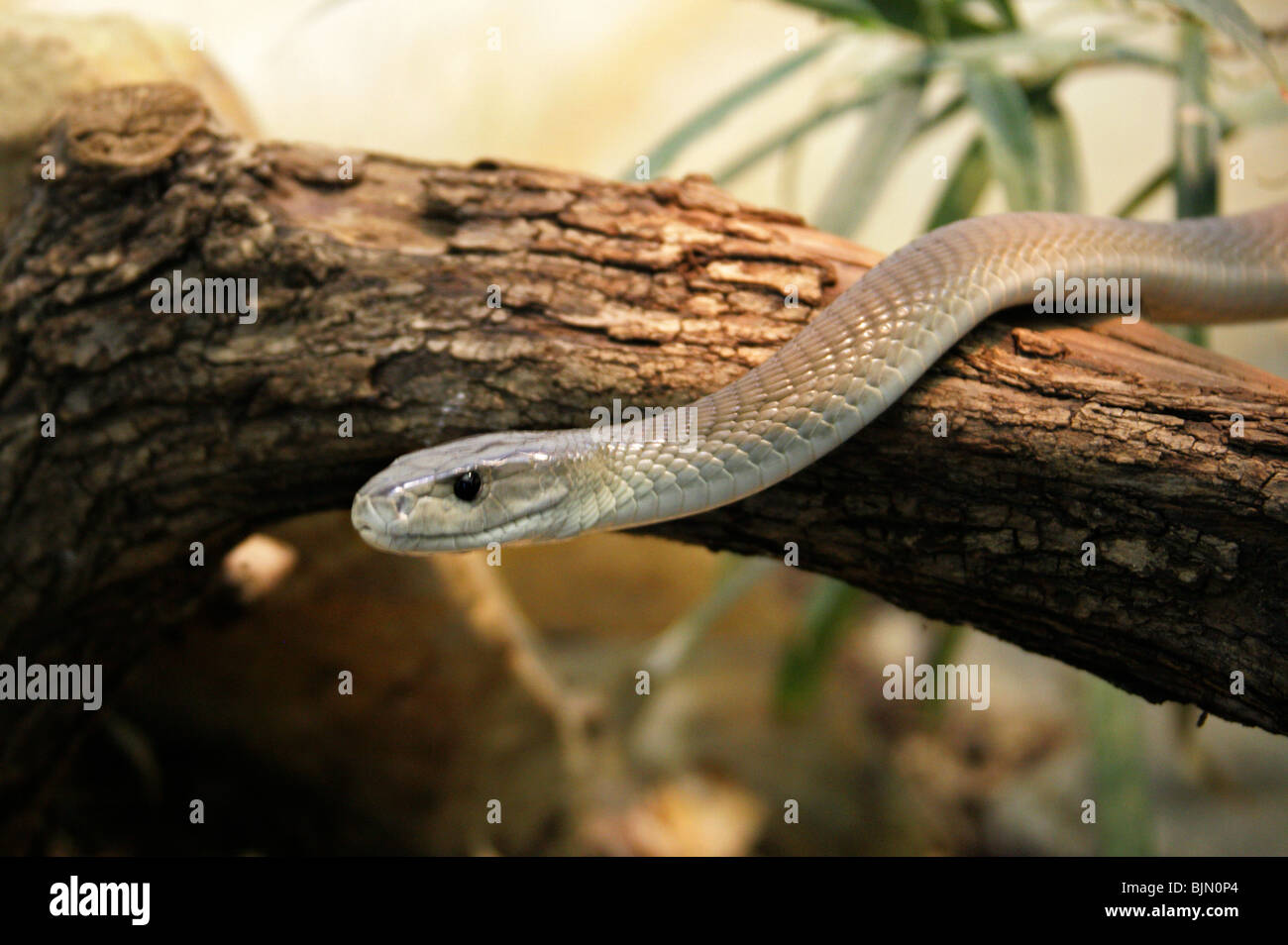 Black mamba snake hi-res stock photography and images - Alamy