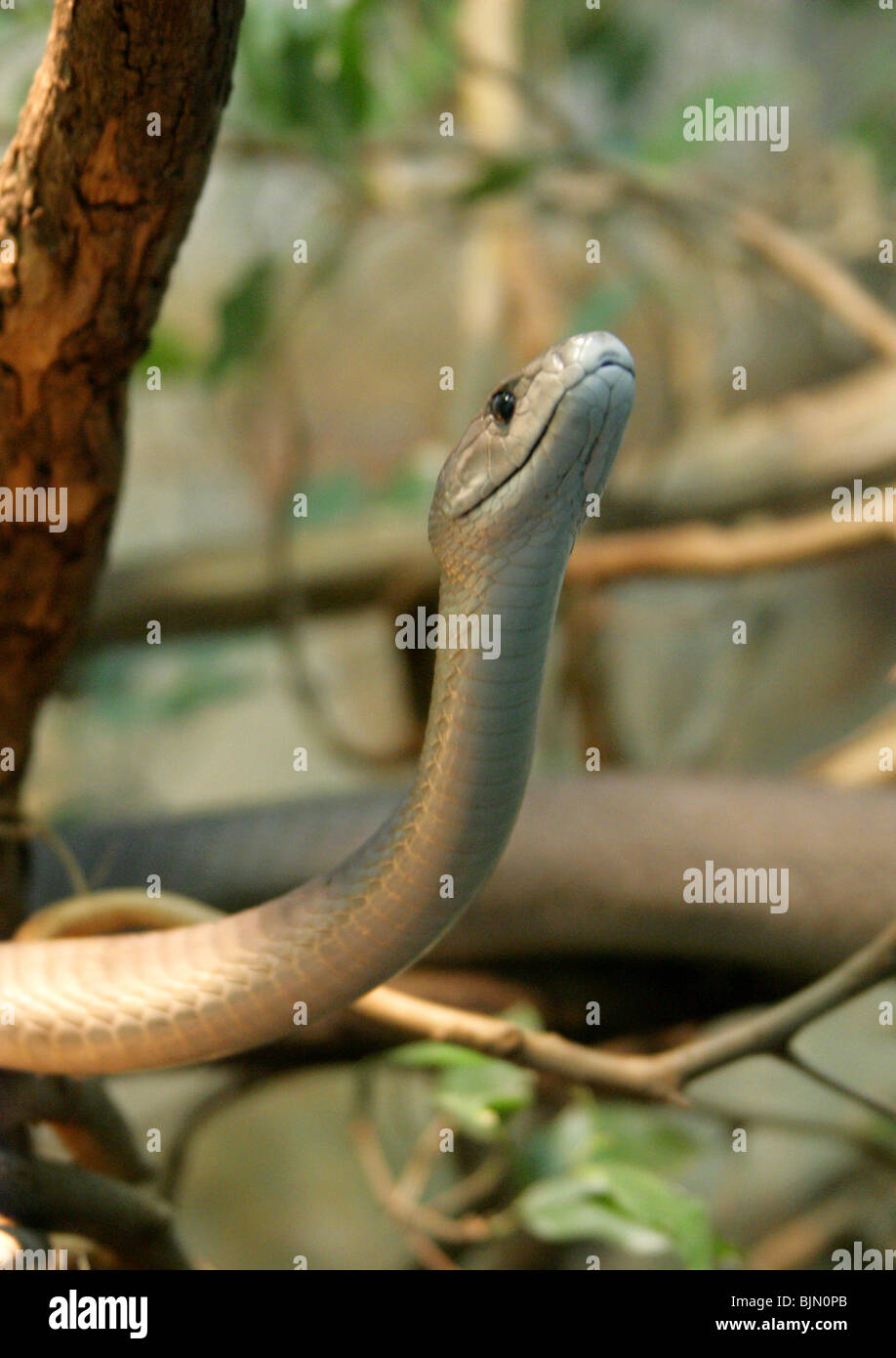Black Mamba, Dendroaspis polylepis, Elapidae, Southern Africa Stock ...