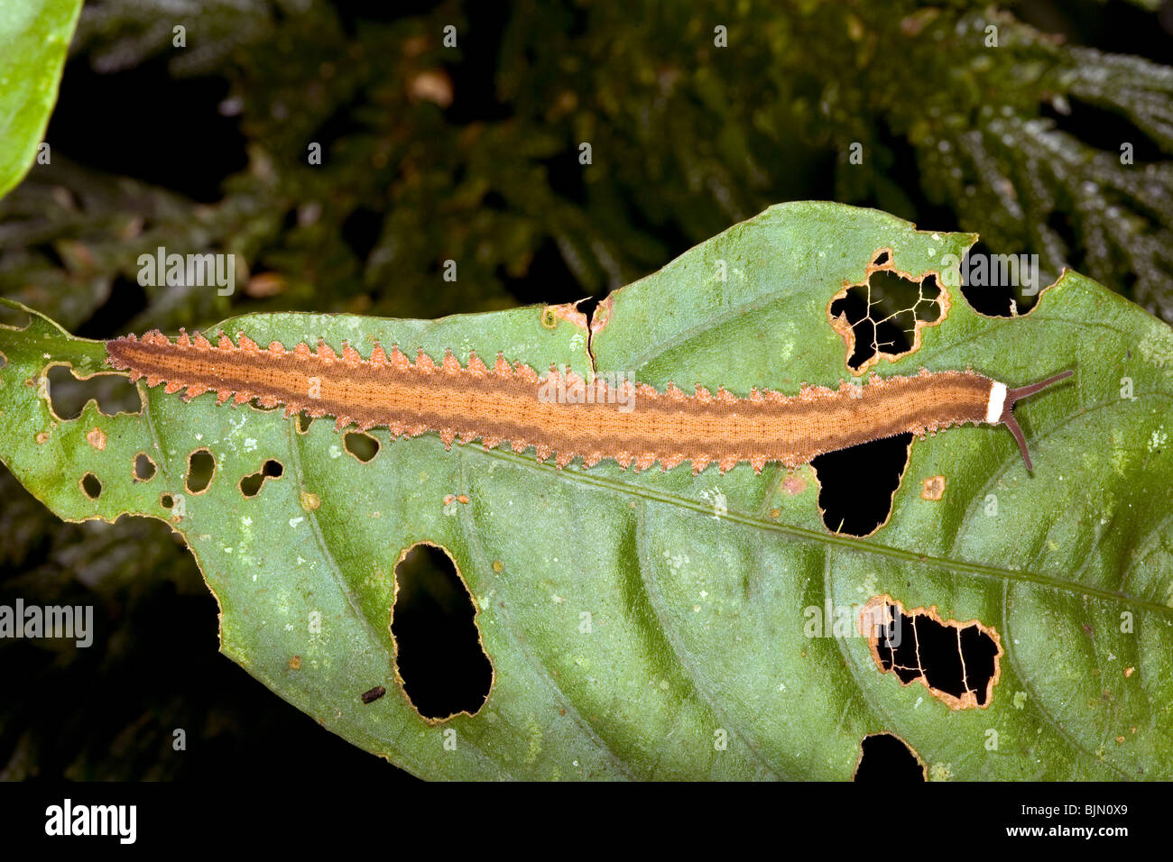 Peripatus or Velvet Worm Stock Photo - Alamy
