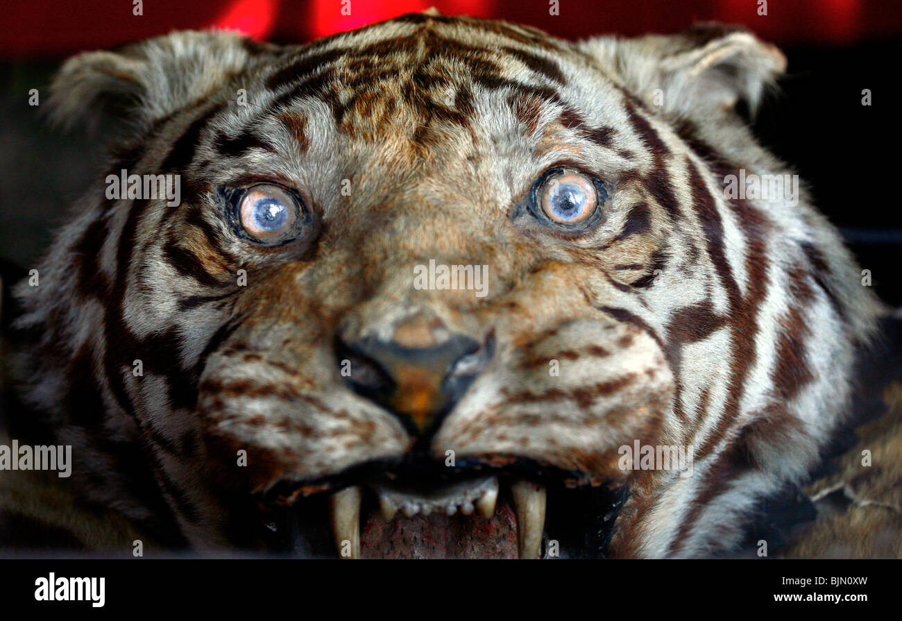 Dead Tiger High Resolution Stock Photography and Images - Alamy