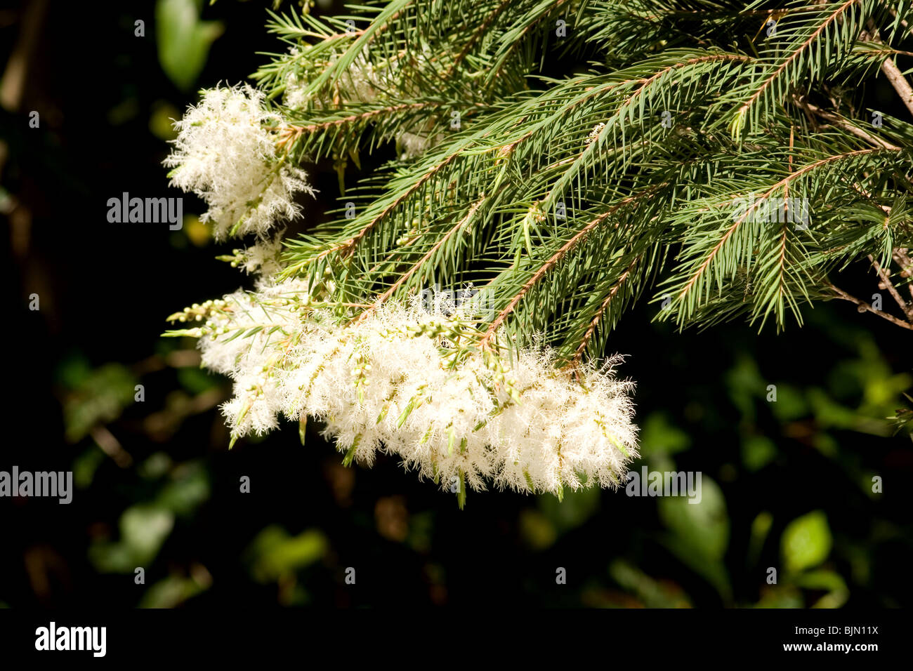 Melaleuca alternifolia tree in bloom on dark background Stock Photo - Alamy