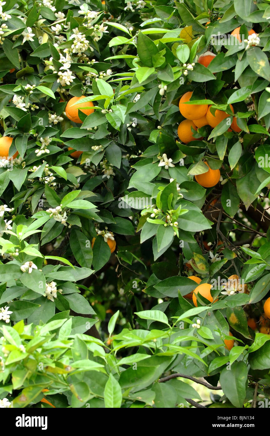 Orange tree with fruit and new blossoms, Orange County, California, USA ...