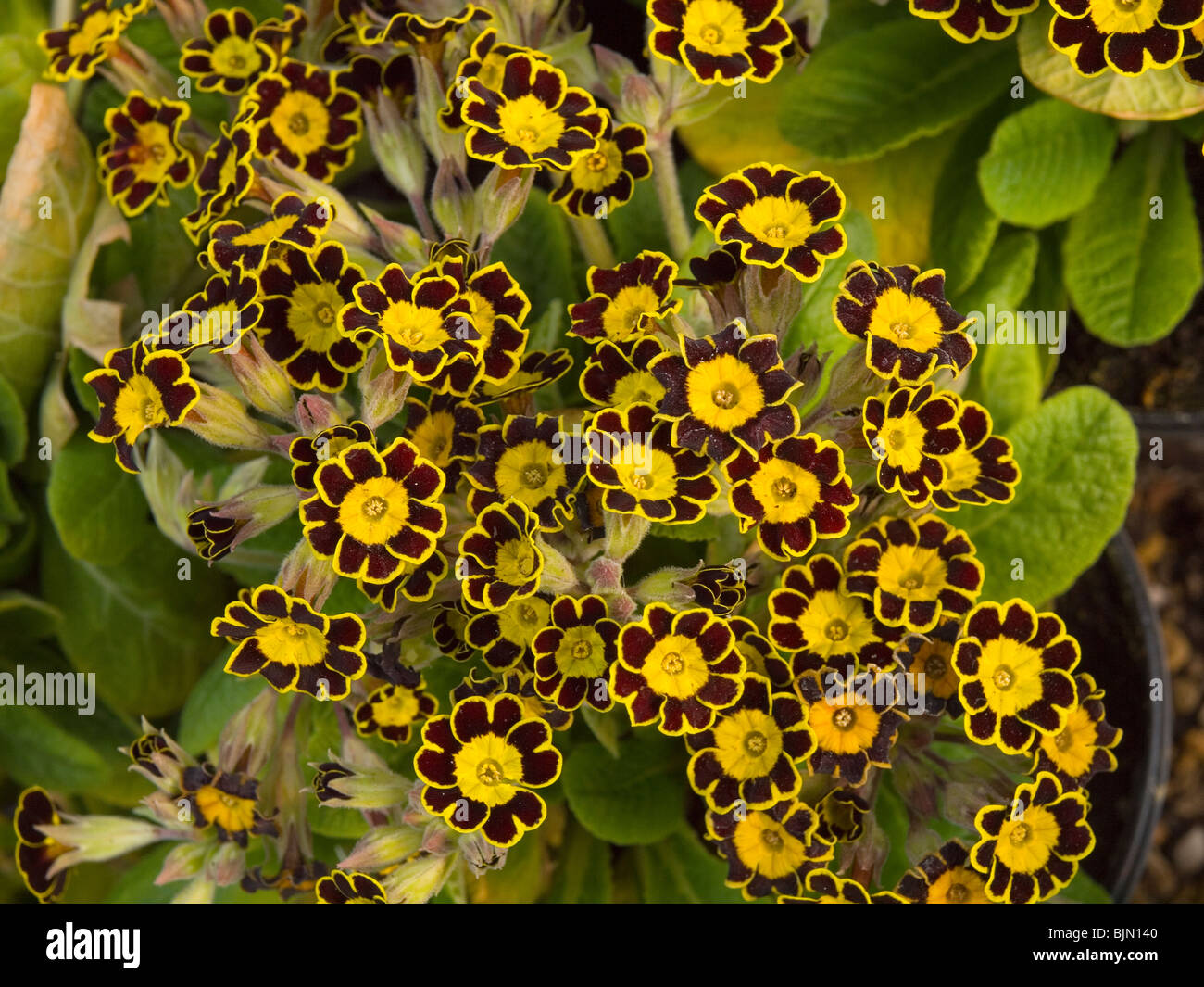 Flowers of polyanthus Primula Victoriana Gold Lace Scarlet (Primula ...