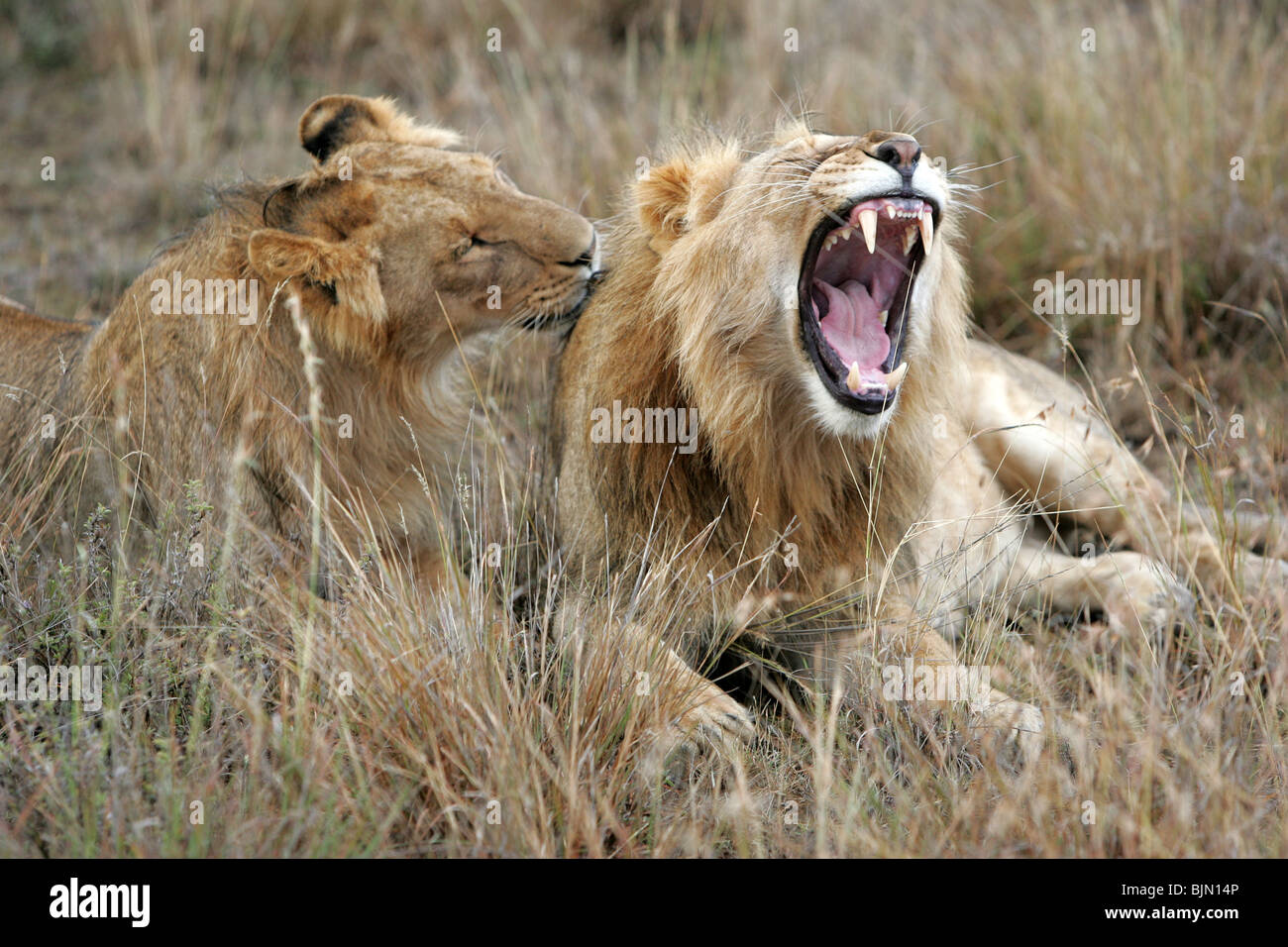 Two lions being affectionate with each other in the grass, Kenya Stock ...