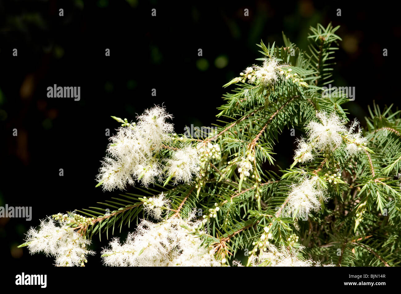 Melaleuca alternifolia tree in bloom on dark background Stock Photo - Alamy