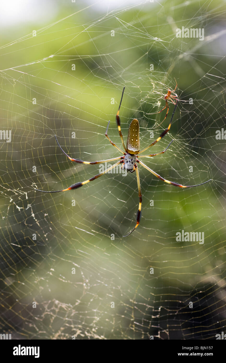 Female Nephila orb spider (Nephila sp.) with much smaller male ...