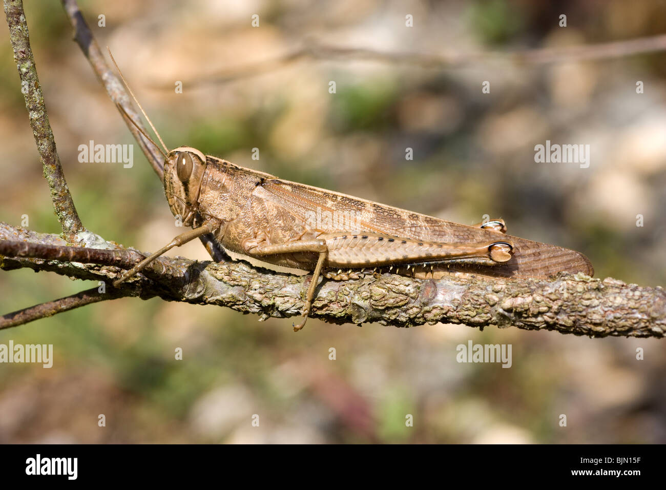 Brown grasshopper hi-res stock photography and images - Alamy