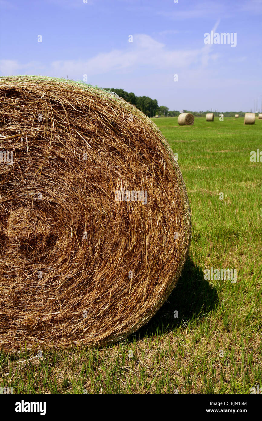Golden Straw Hay Bales in american countryside on sunny day Stock Photo ...
