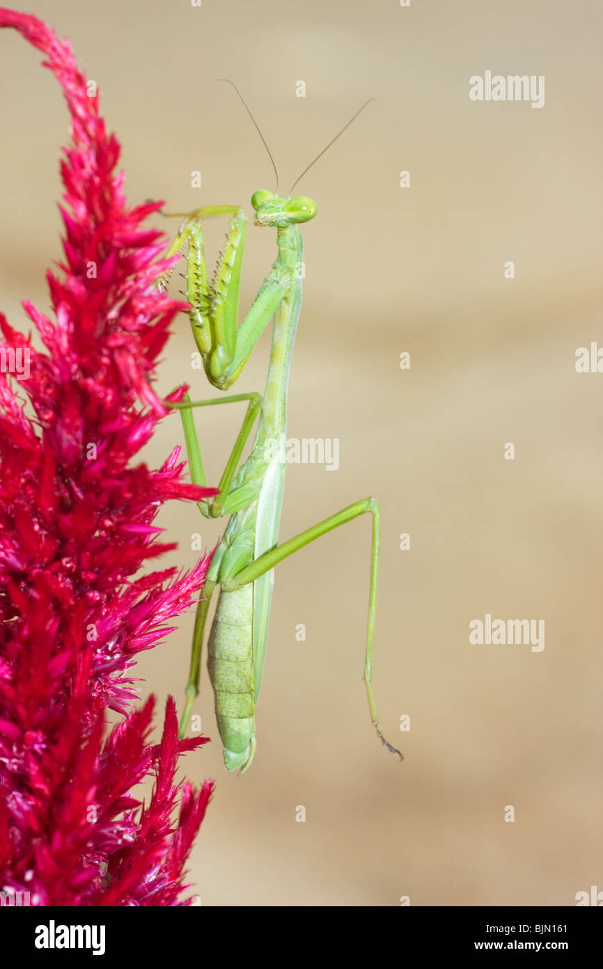 Green praying mantis on red celosia flower Stock Photo - Alamy