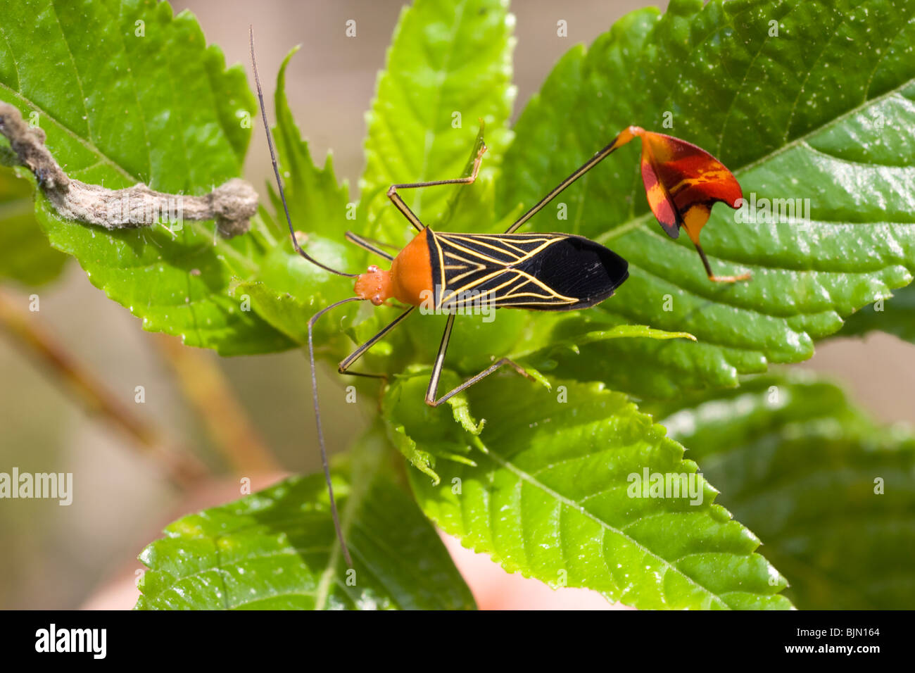 Panama leaf-footed bug (Anisocelis flavolineata Stock Photo - Alamy