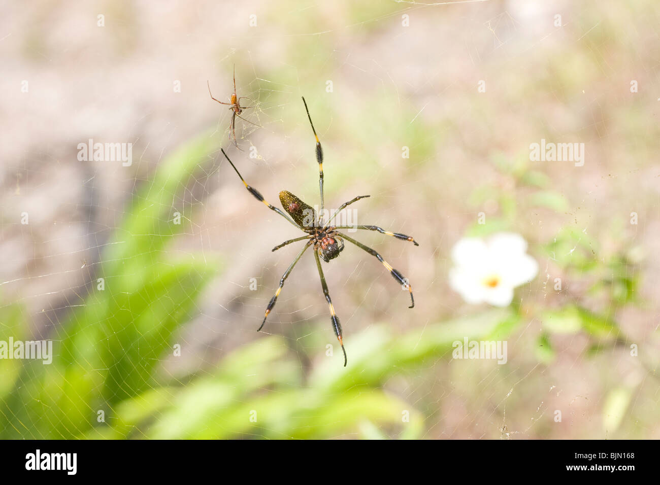 Female Nephila orb spider (Nephila sp) with much smaller male ...