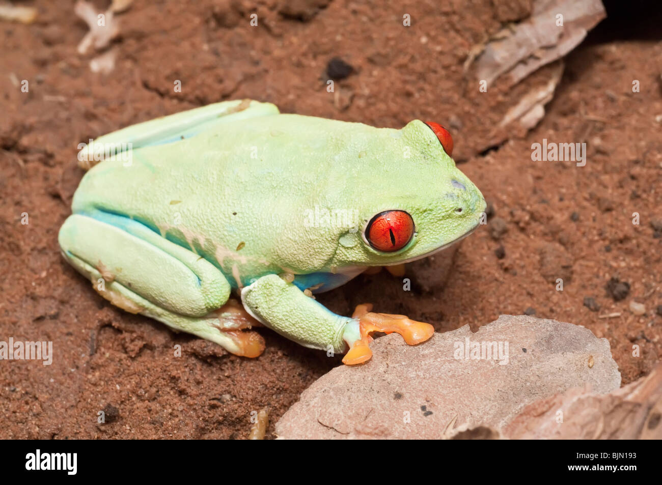 Red-eyed tree frog, Agalychnis callidryas, native to Neotropical ...