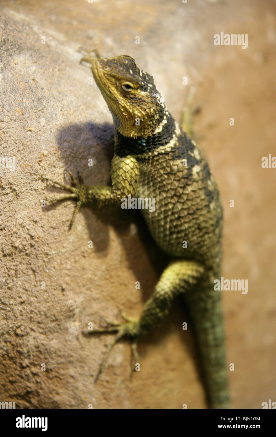 Blue spiny lizard sceloporus serrifer hi-res stock photography and ...