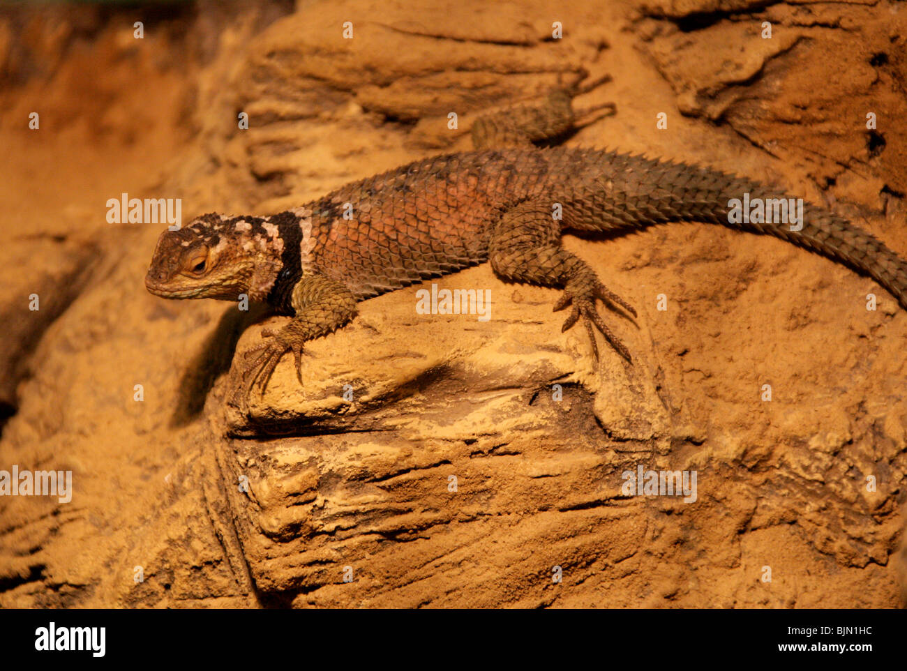 Blue Spiny Lizard, Sceloporus serrifer cyanogenys, Phrynosomatidae ...