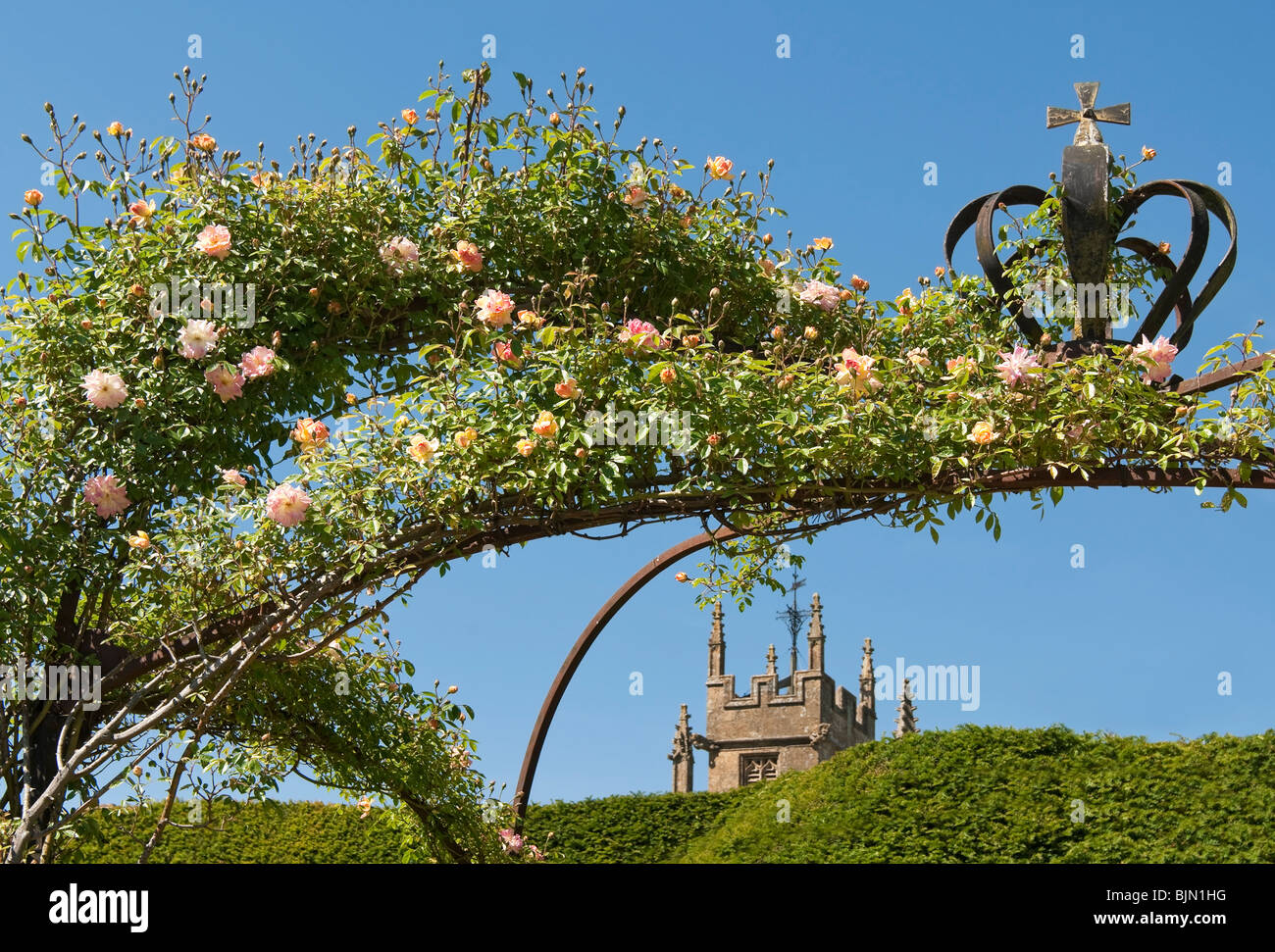 Crown Vine High Resolution Stock Photography and Images - Alamy