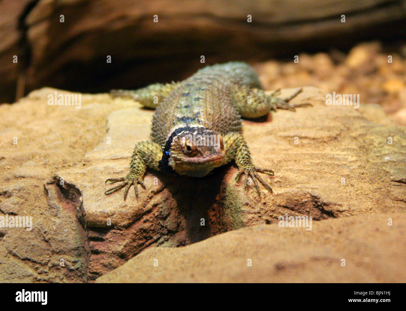 Blue Spiny Lizard, Sceloporus serrifer cyanogenys, Phrynosomatidae ...