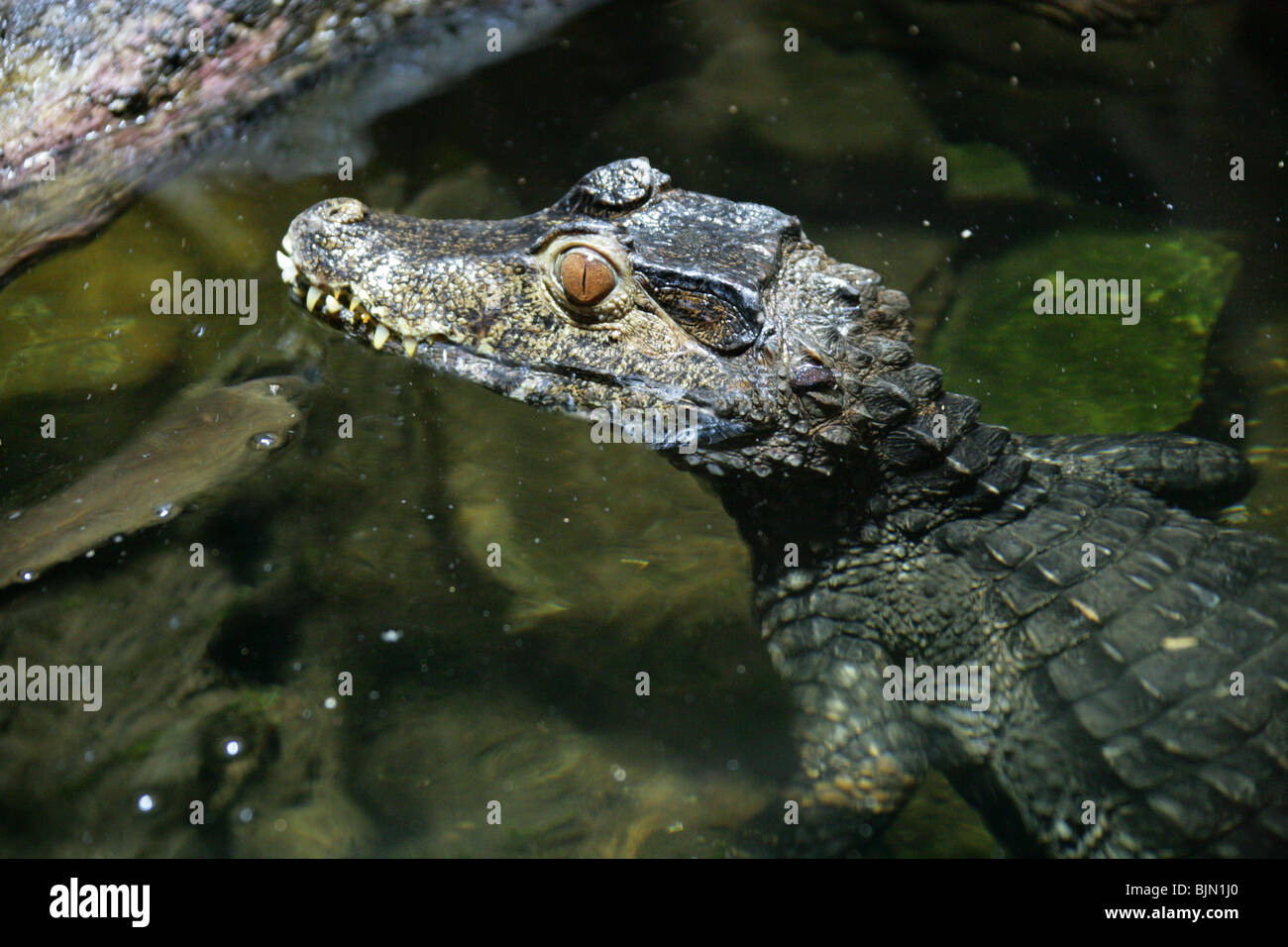 Cuvier's Dwarf Caiman, Palaeosuchus palpebrosus, Alligatoridae ...