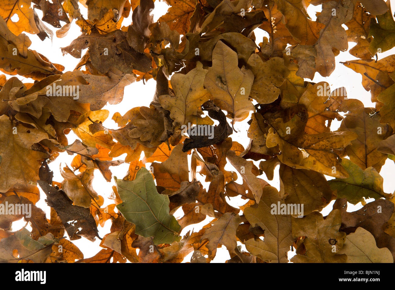 Back ground wallpaper hi-res stock photography and images - Alamy