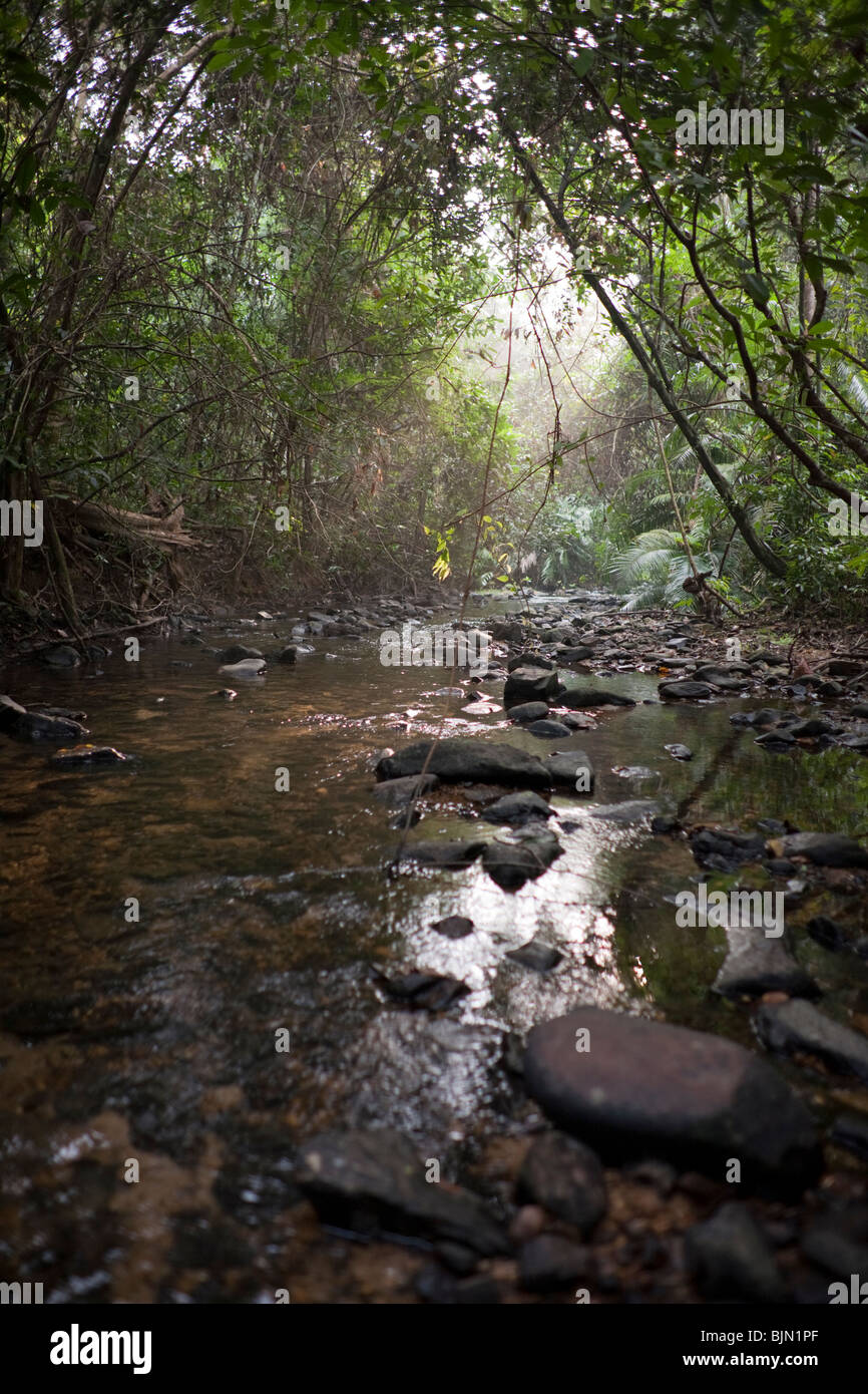 Burma jungle hi-res stock photography and images - Alamy