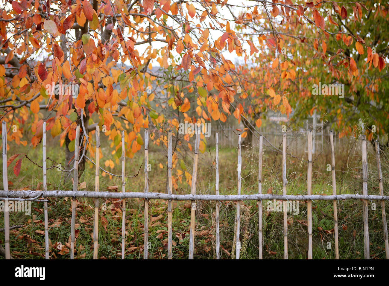 Cherry fields in golden colorful orange autumn in Spain Stock Photo - Alamy