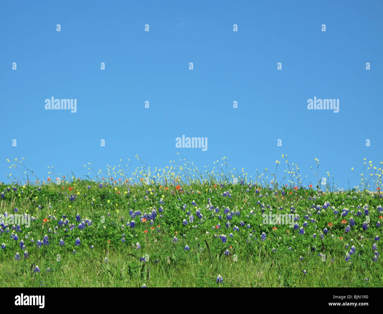 March wildflowers hi-res stock photography and images - Alamy