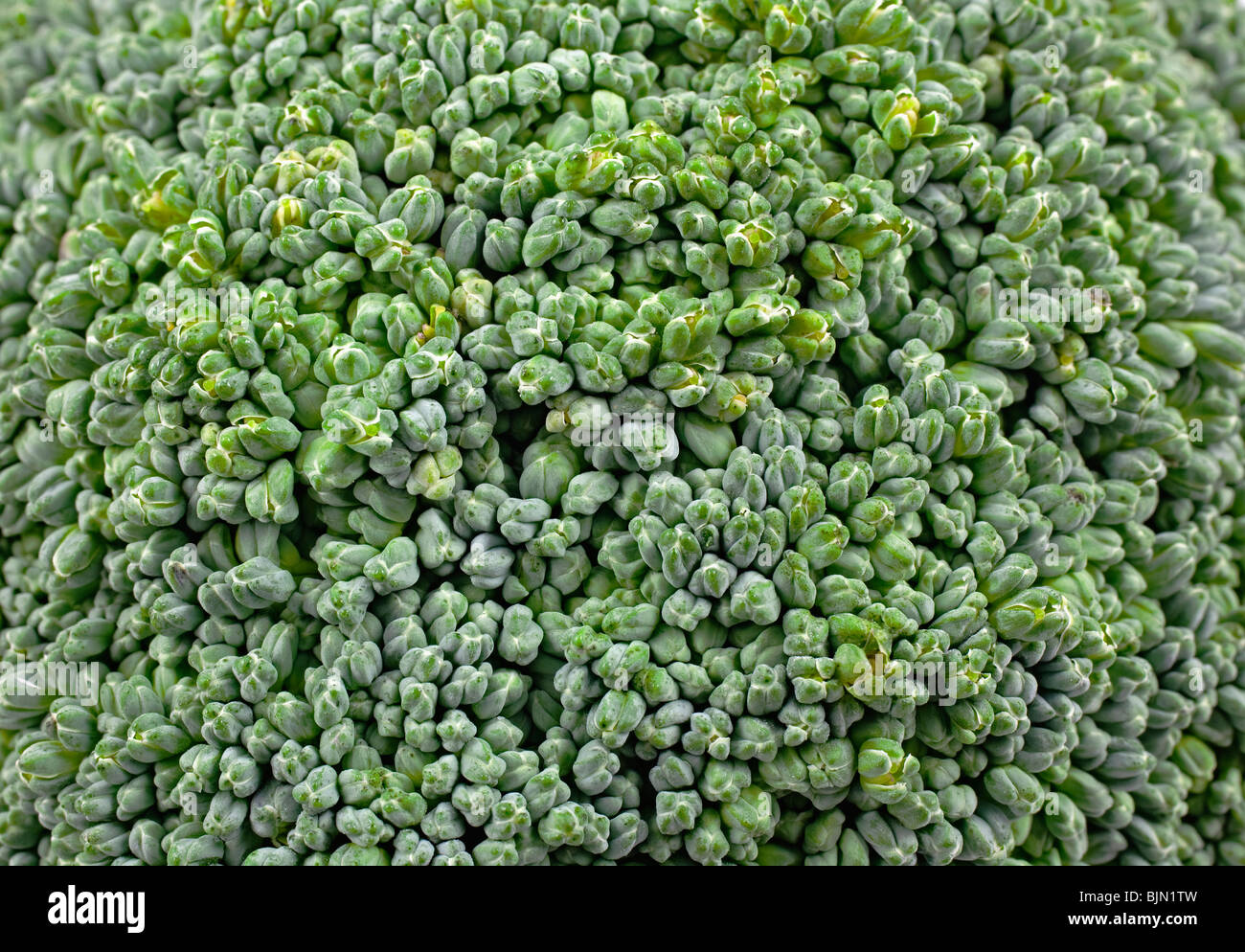 very close image of a broccoli floret Stock Photo - Alamy