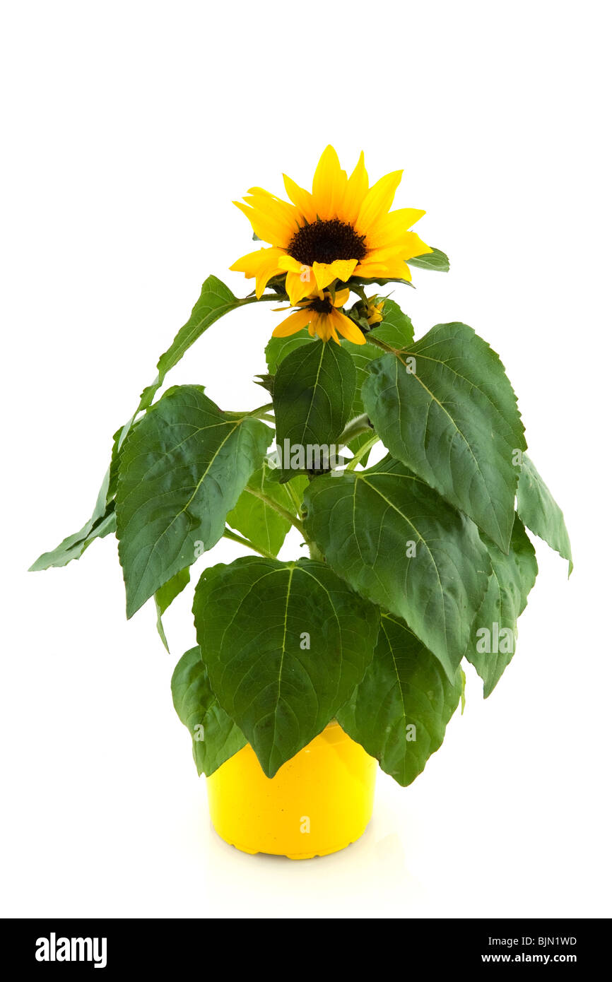 sunflower in flower pot isolated over white Stock Photo - Alamy