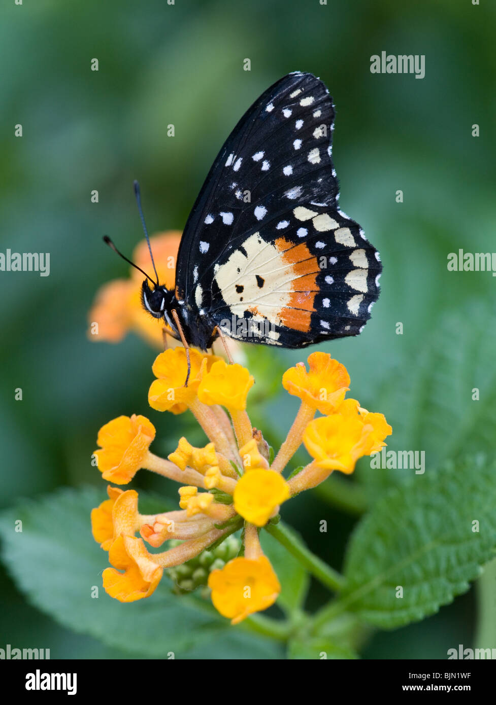 Tropical butterfly (Chlosyne janais) feeding on lantana Stock Photo - Alamy