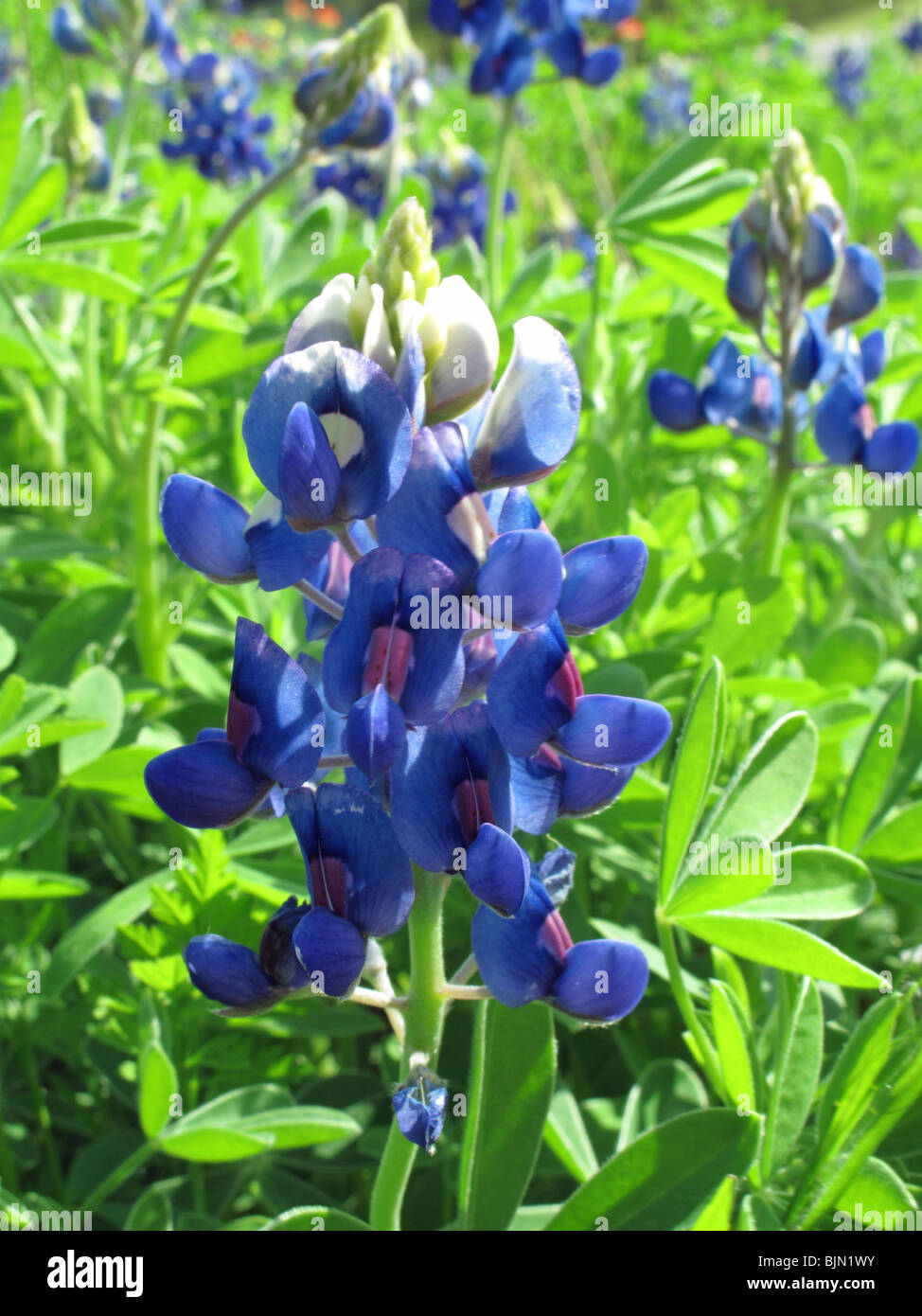 Bluebonnet close up hi-res stock photography and images - Alamy