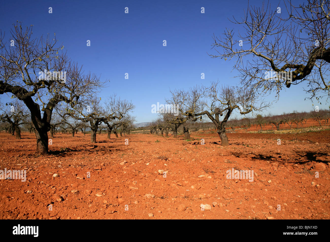 Rainfed agriculture in Spain, Peach tree field in red soil Stock Photo ...