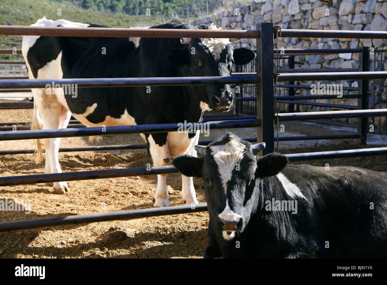 Friesian cow couple eating on the farm Stock Photo - Alamy