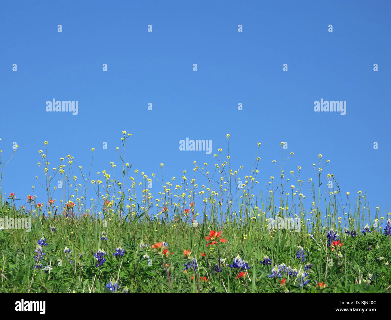 Field of wildflowers under blue sky showing rows of invasive common ...