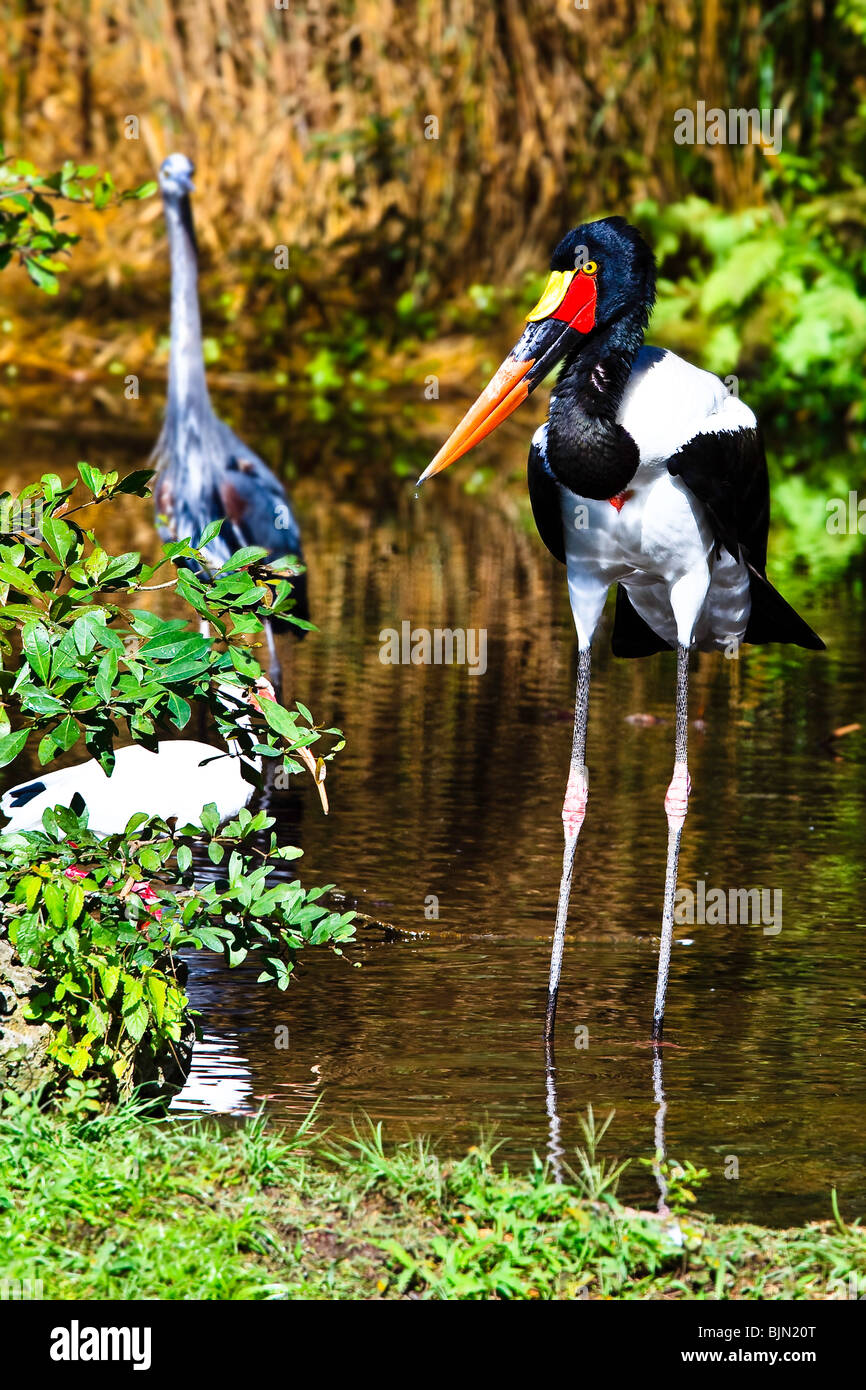 African stork hi-res stock photography and images - Alamy