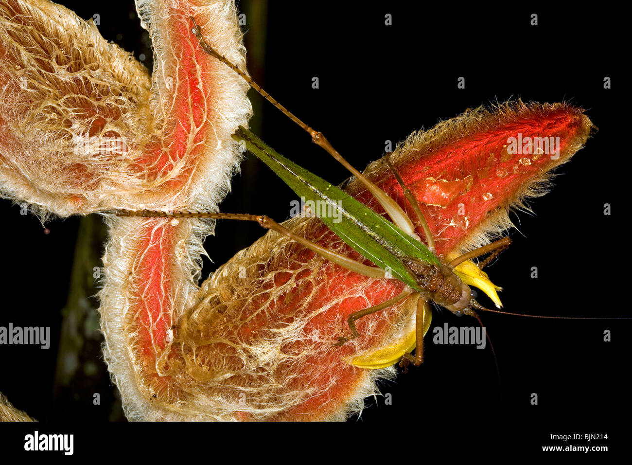 Tettigonidae hi-res stock photography and images - Alamy